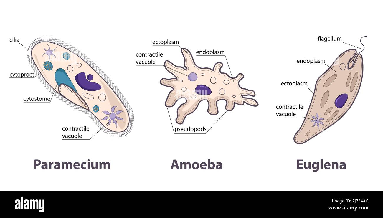 Protozoen-Sorte: paramecium, Amöbe, Euglena. Verschiedene Gruppen von ...