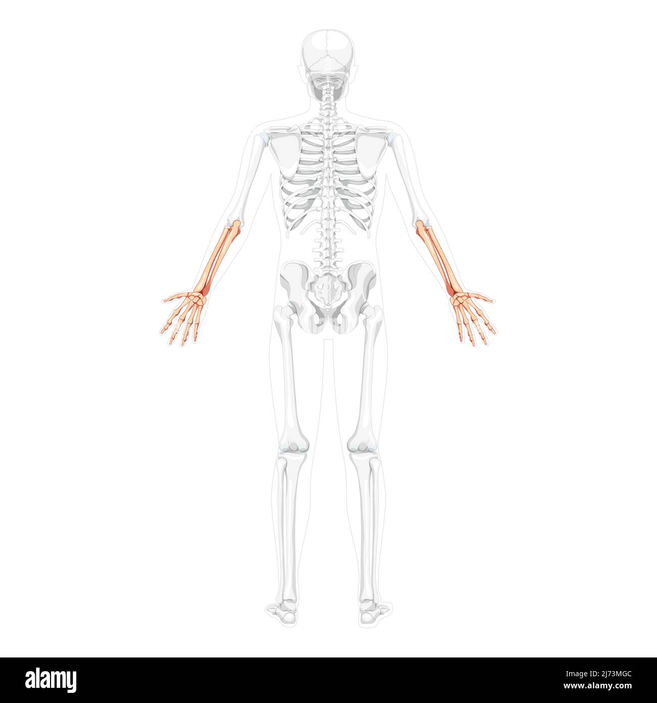 Skelett Unterarme menschliche Ulna, Radius, Handrückenansicht mit zwei ...