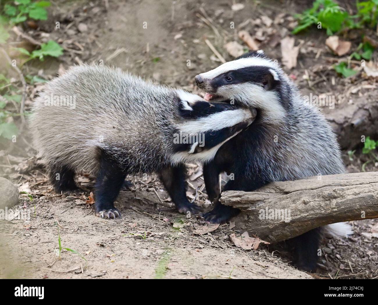 Dachs marder wald -Fotos und -Bildmaterial in hoher Auflösung – Alamy