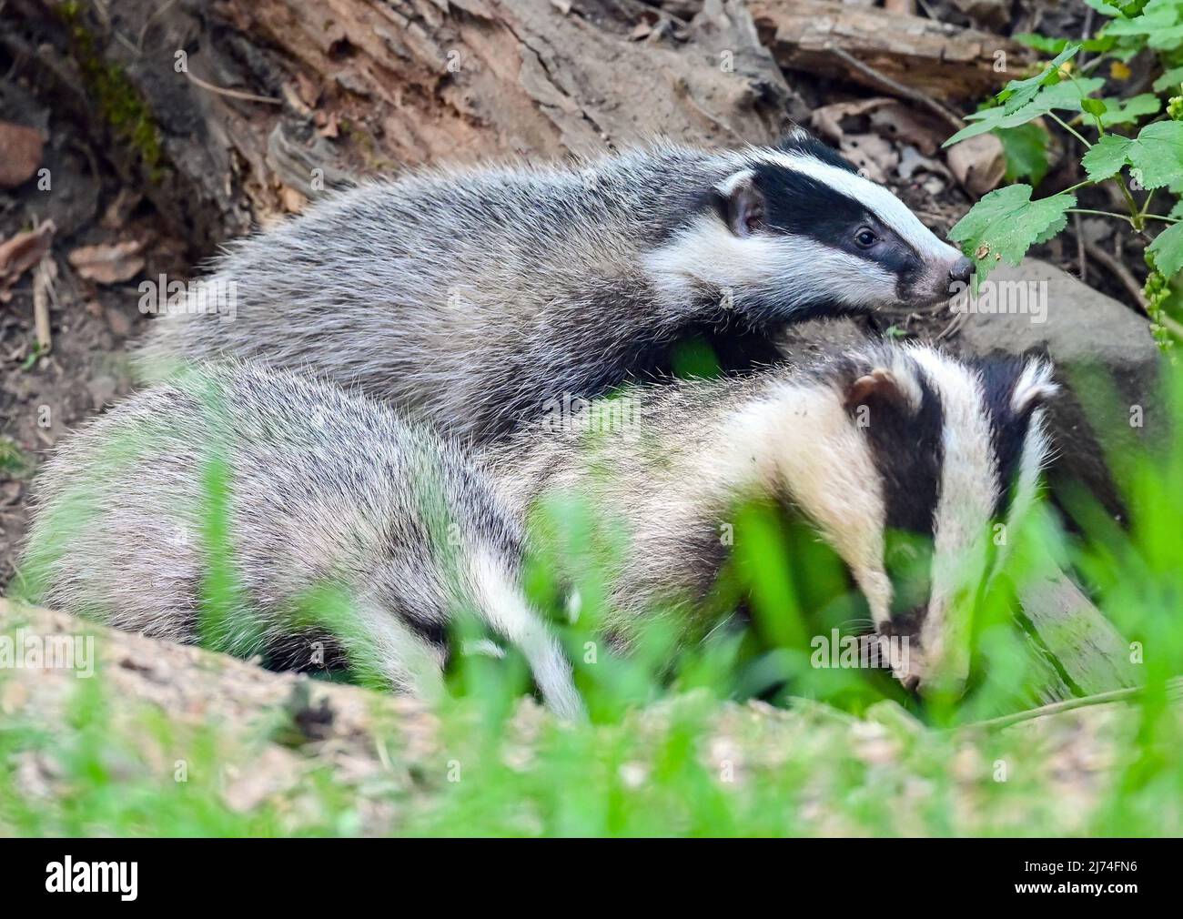 Dachs marder wald -Fotos und -Bildmaterial in hoher Auflösung – Alamy
