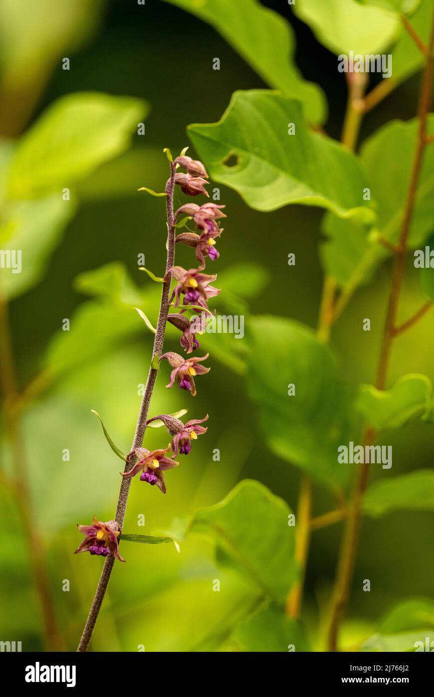 Orchideen des waldes -Fotos und -Bildmaterial in hoher Auflösung – Alamy