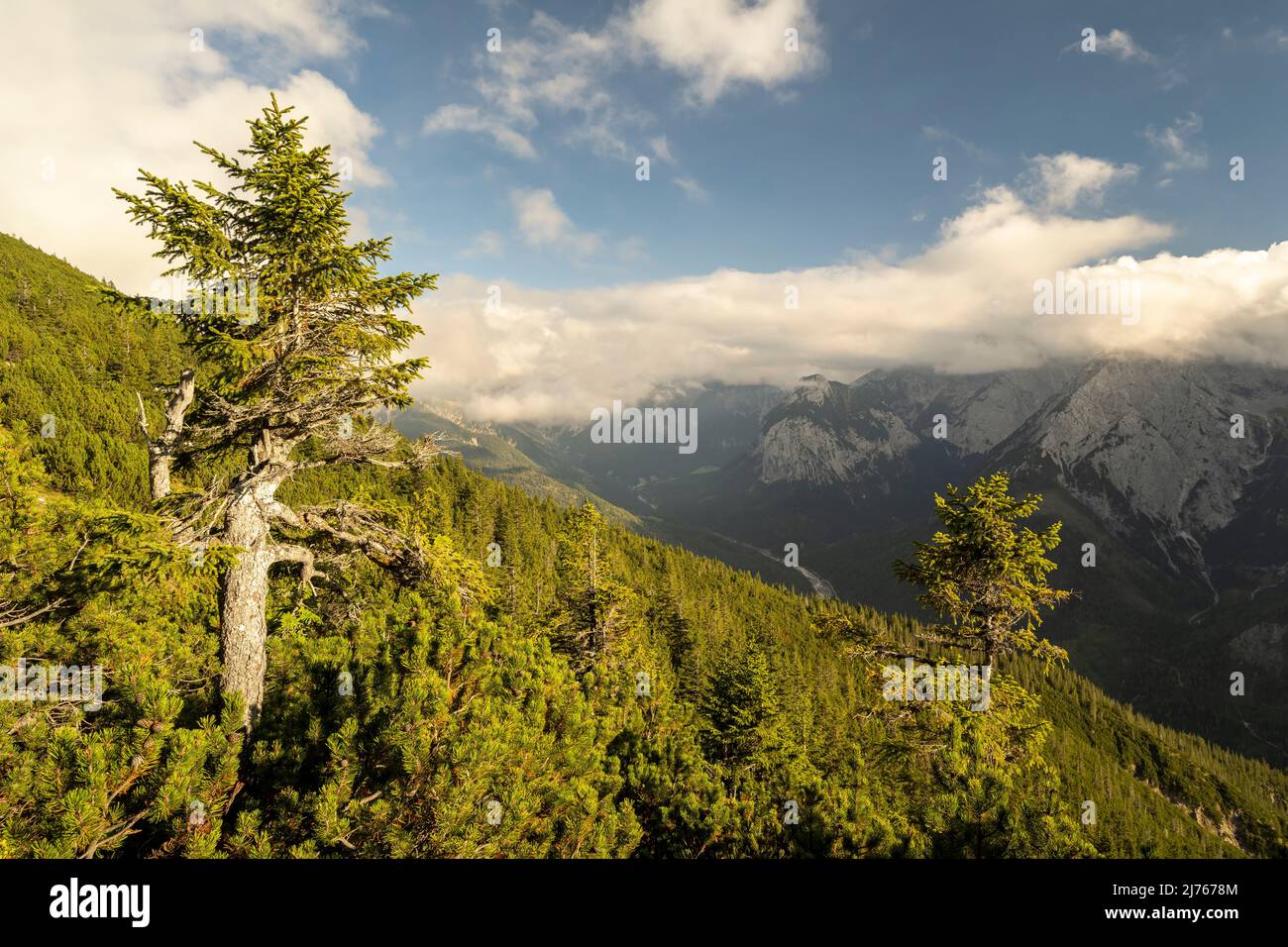 Eine schiefe Fichte zwischen Bergkiefern an der Flanke zwischen ...