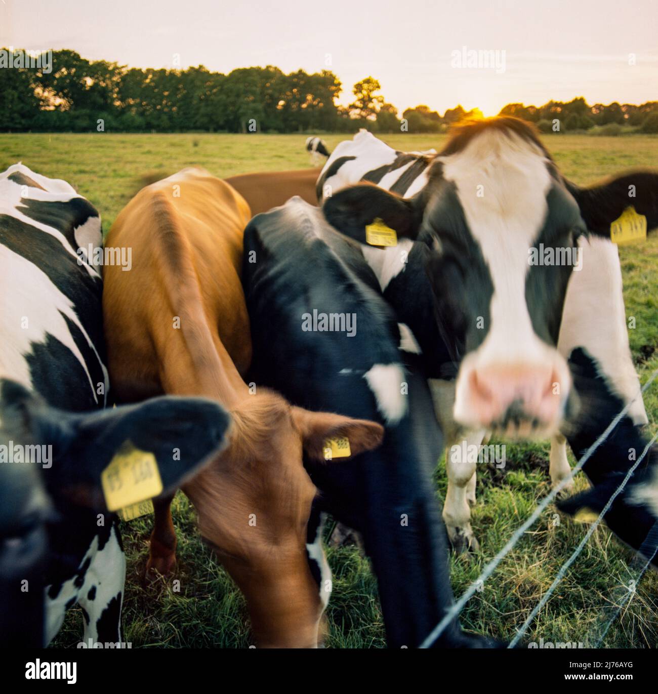 Auf der weide grasen -Fotos und -Bildmaterial in hoher Auflösung – Alamy
