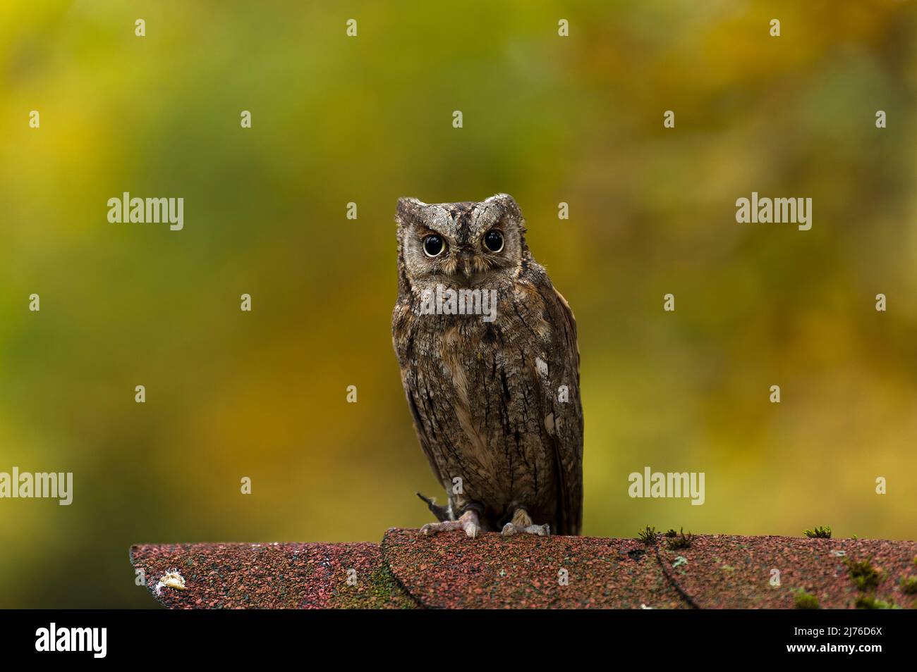 Bunte eule -Fotos und -Bildmaterial in hoher Auflösung – Alamy