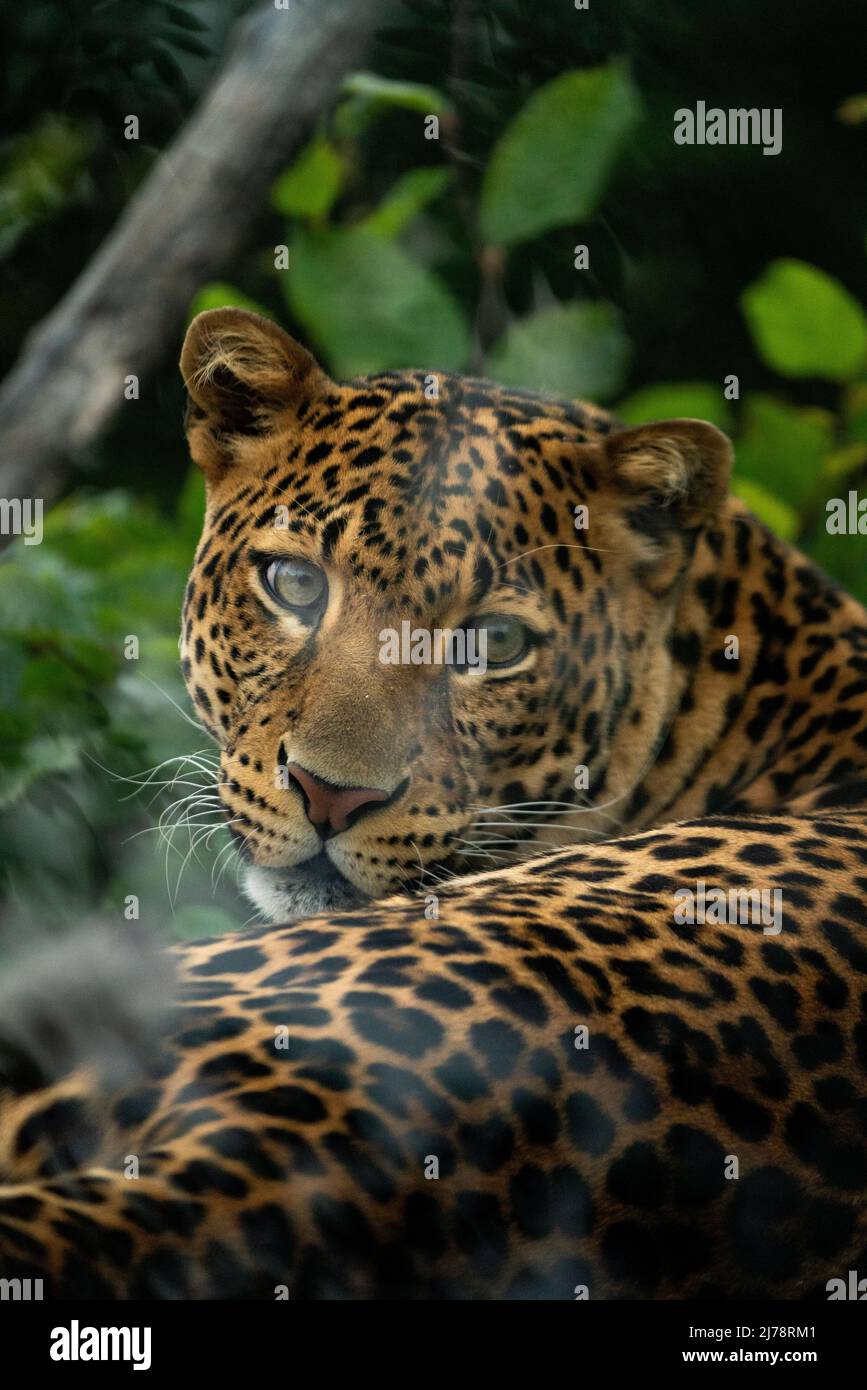 Javan leopard panthera pardus melas -Fotos und -Bildmaterial in hoher ...