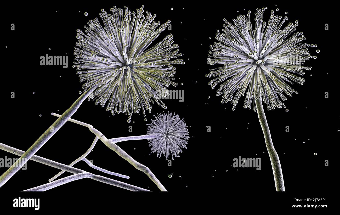 Aspergillus versicolor -Fotos und -Bildmaterial in hoher Auflösung – Alamy