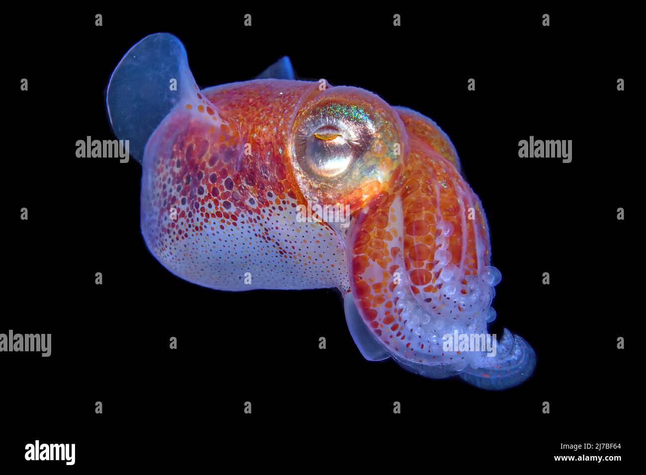 Atlantic Bobtail Squid (Sepiola atlantica), leben in einer Symbiose mit ...