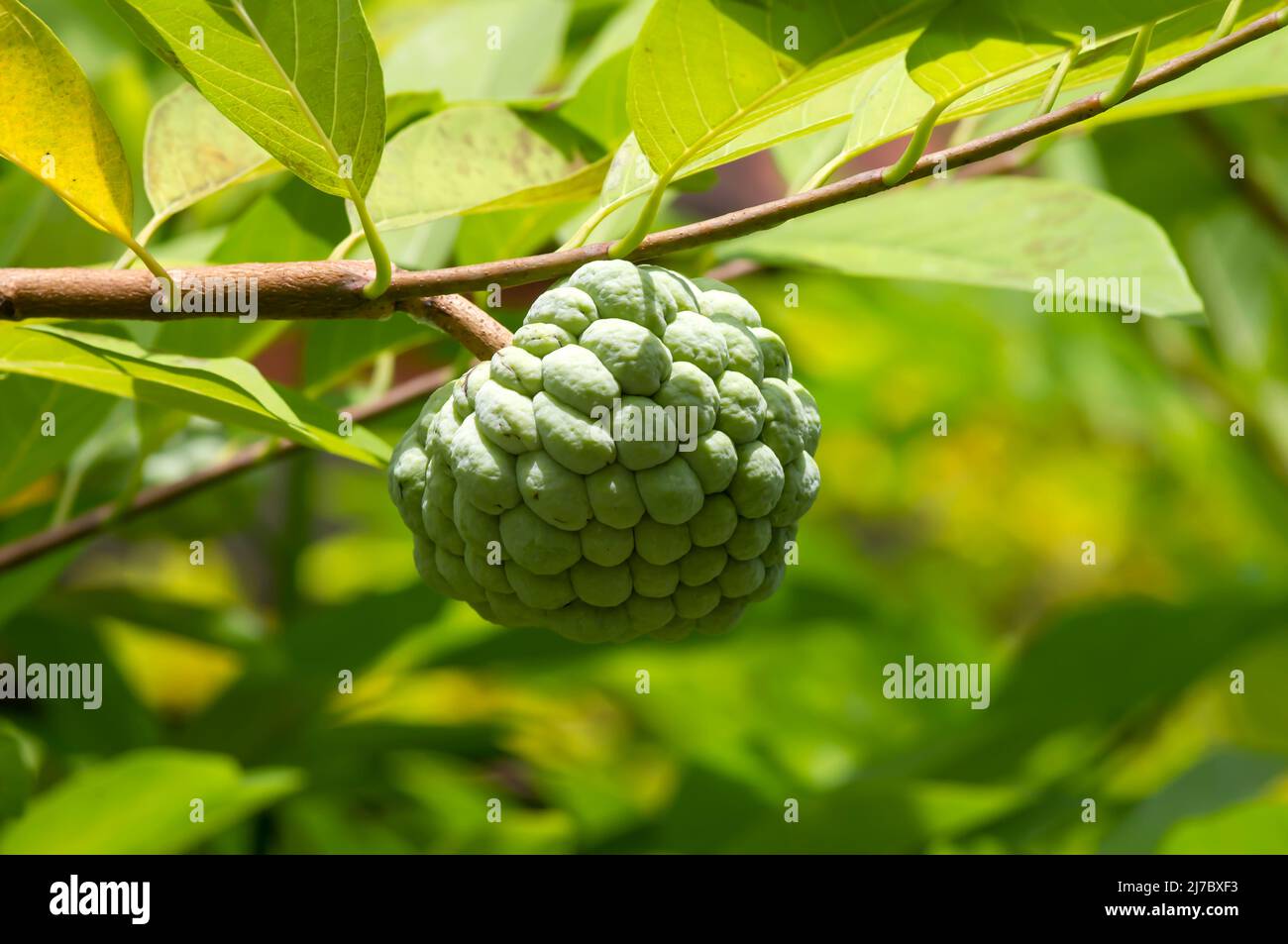Sweet sop -Fotos und -Bildmaterial in hoher Auflösung – Alamy