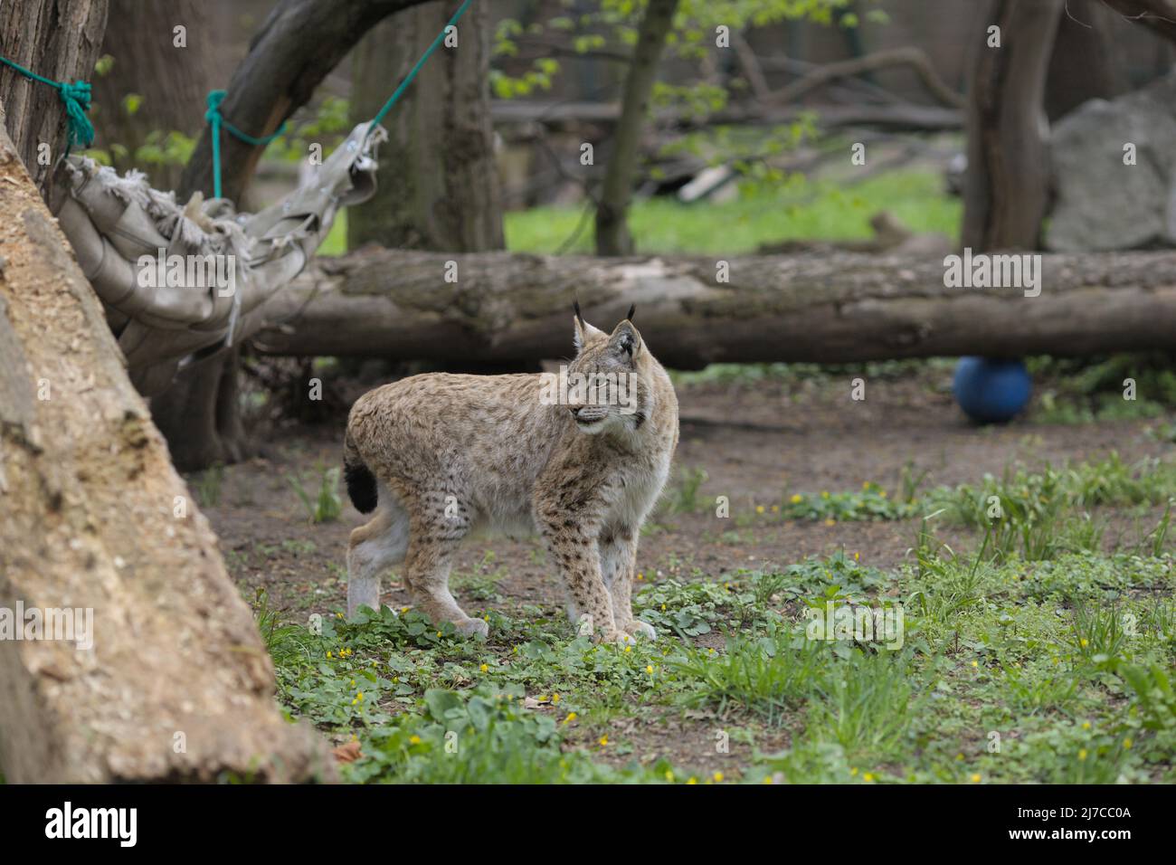 BRESLAU, POLEN - 19. APRIL 2022: Luchs im Zoologischen Garten Wrocław ...