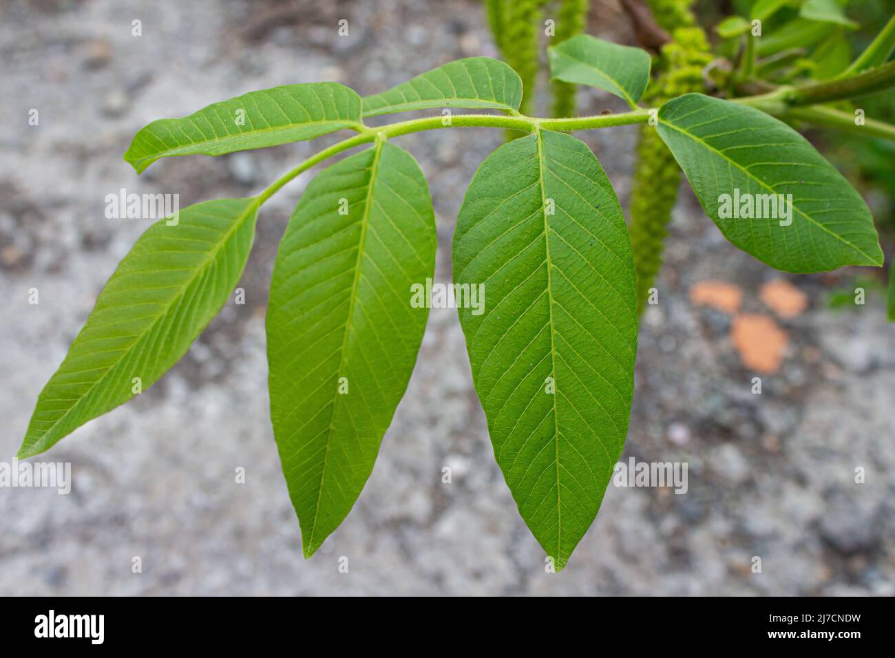 Walnussbaum blätter -Fotos und -Bildmaterial in hoher Auflösung – Alamy