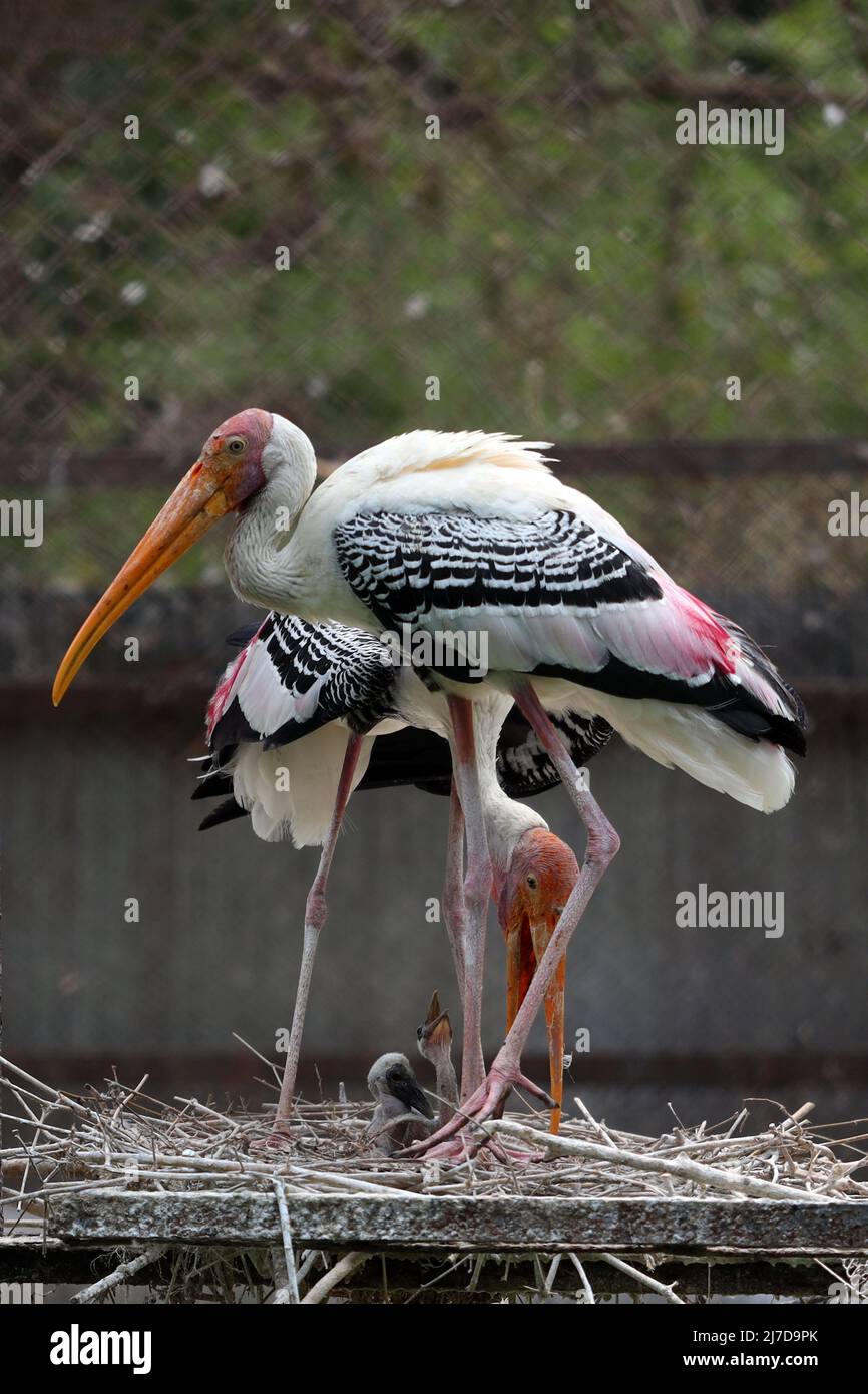 Chennai zoo -Fotos und -Bildmaterial in hoher Auflösung – Alamy