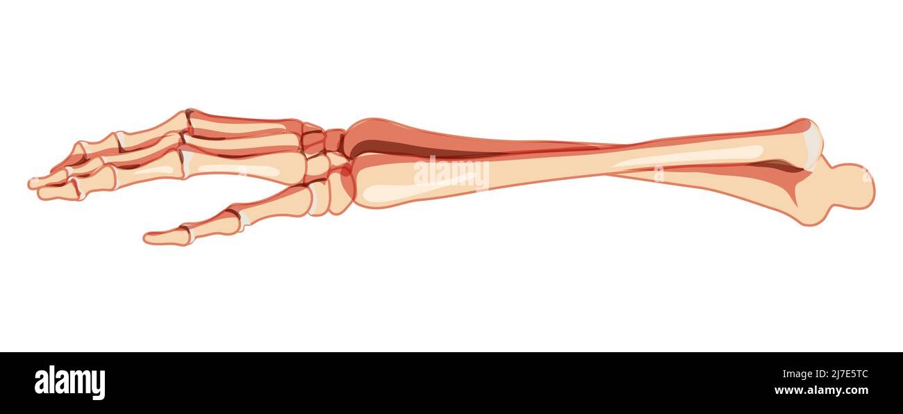 Unterarme Skelett menschliche Frontansicht. Set aus Ulna, Radius, Hand ...
