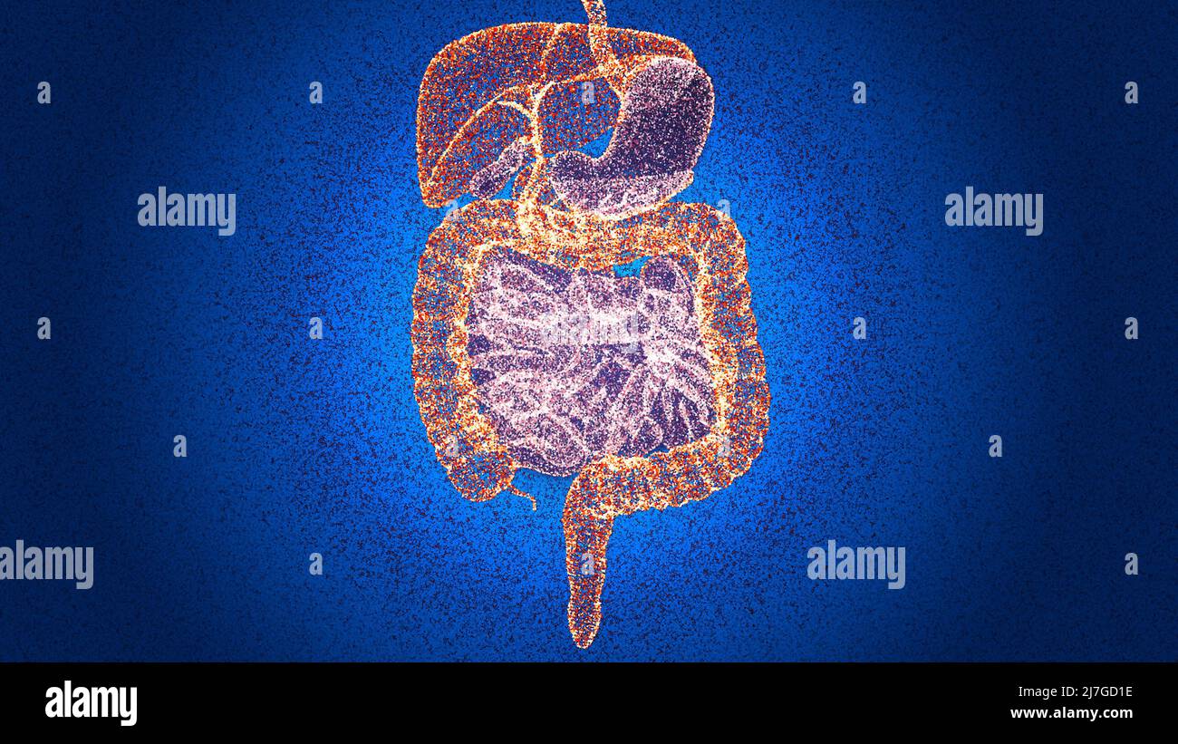 Menschlicher Körper, Verdauungssystem, Anatomie. Darm. Erweiterung im ...