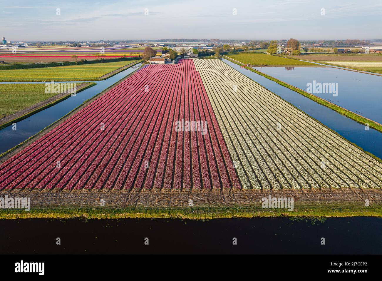 Luftaufnahme der bunten Tulpenfelder in Keukenhof, Lisse bei ...