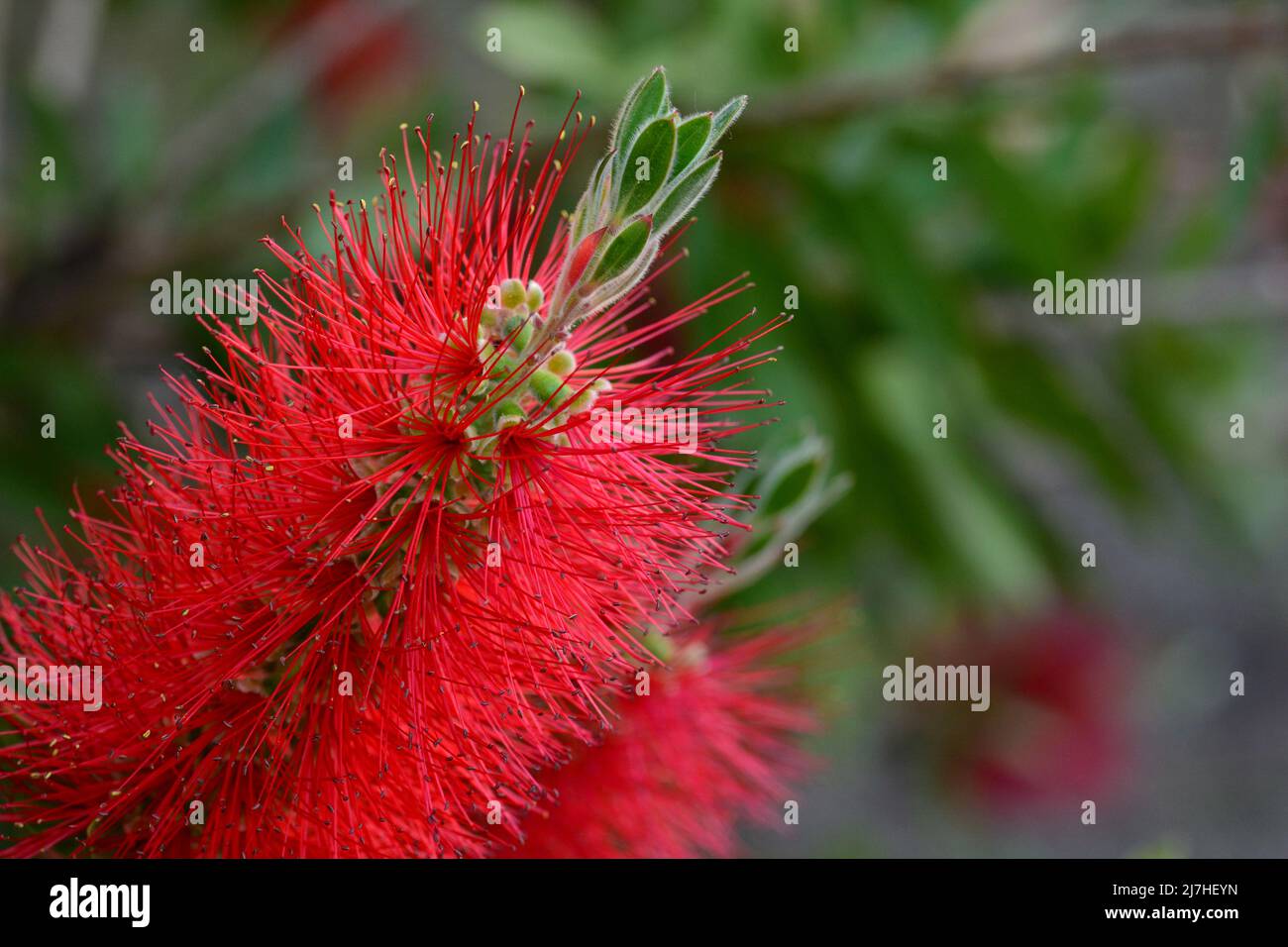 Detalle de la flor del árbol del cepillo, Callistemon citrinus, en ...