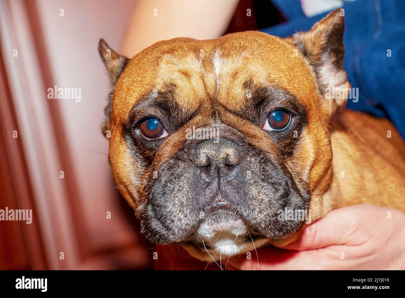Porträt einer französischen Hündin. Der Hund hat eine charakteristische ...