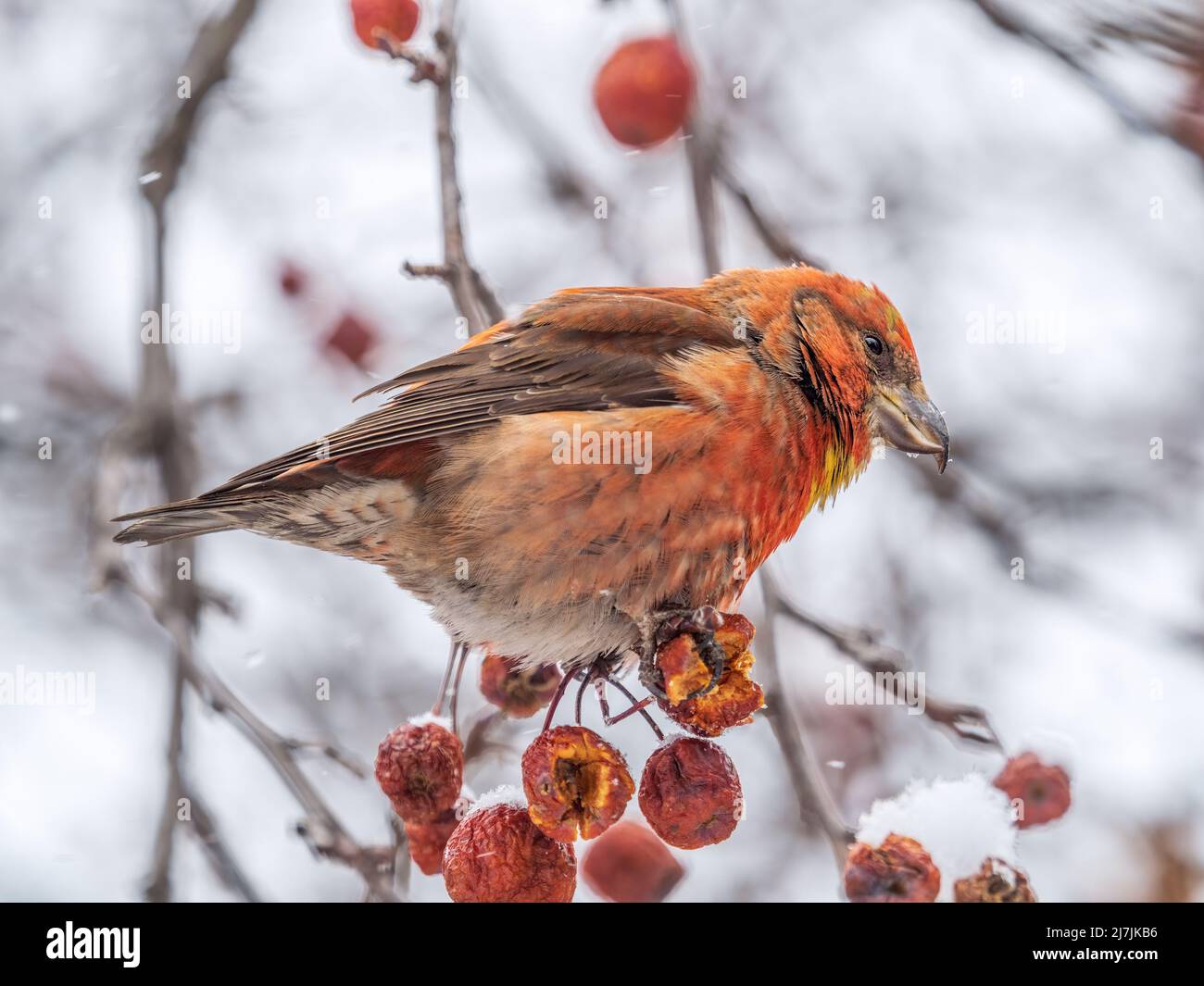 Red Crossbill Männchen sitzt auf dem Ast und isst wilde Apfelbeeren ...