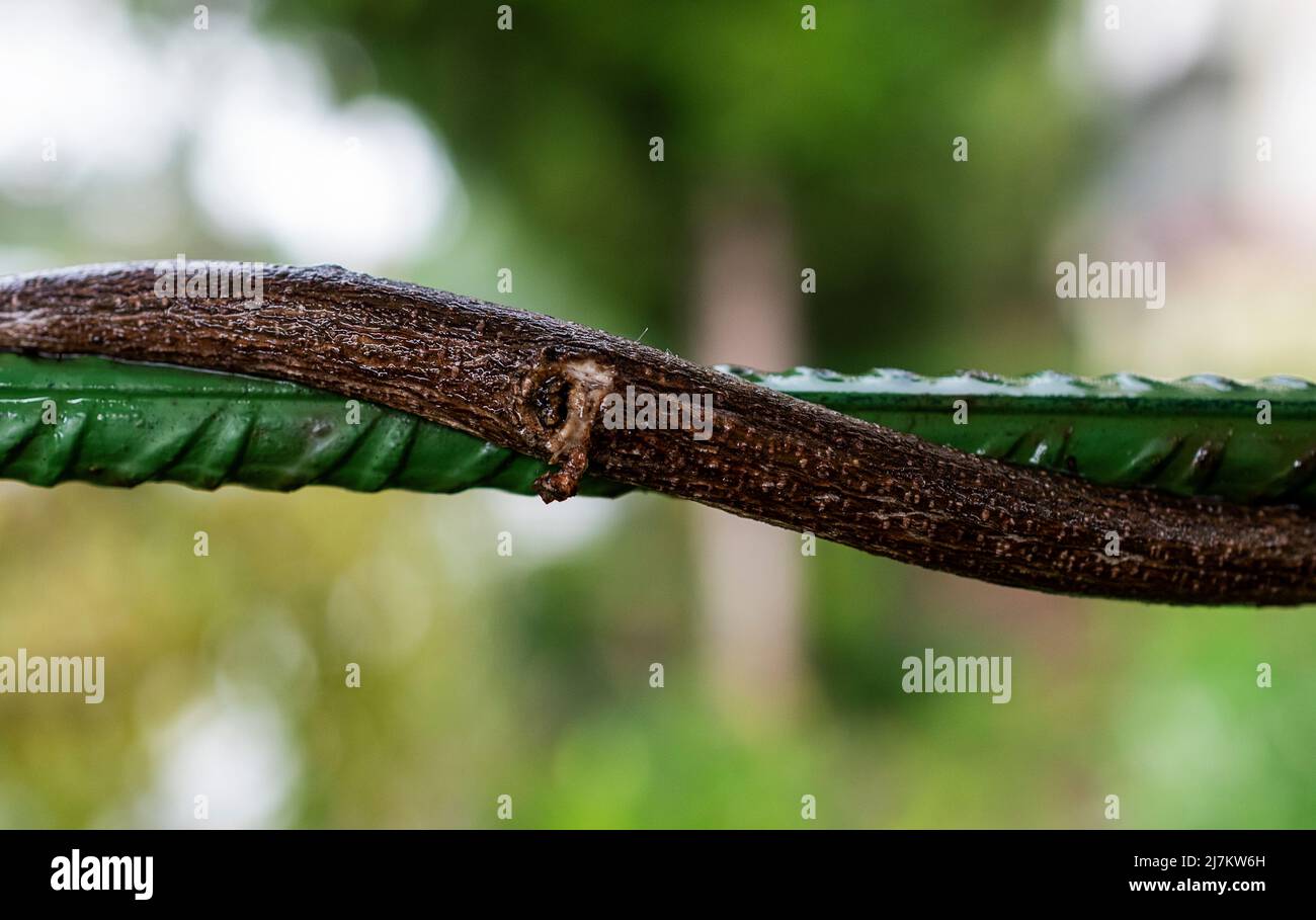 Zweig und zaun -Fotos und -Bildmaterial in hoher Auflösung – Alamy