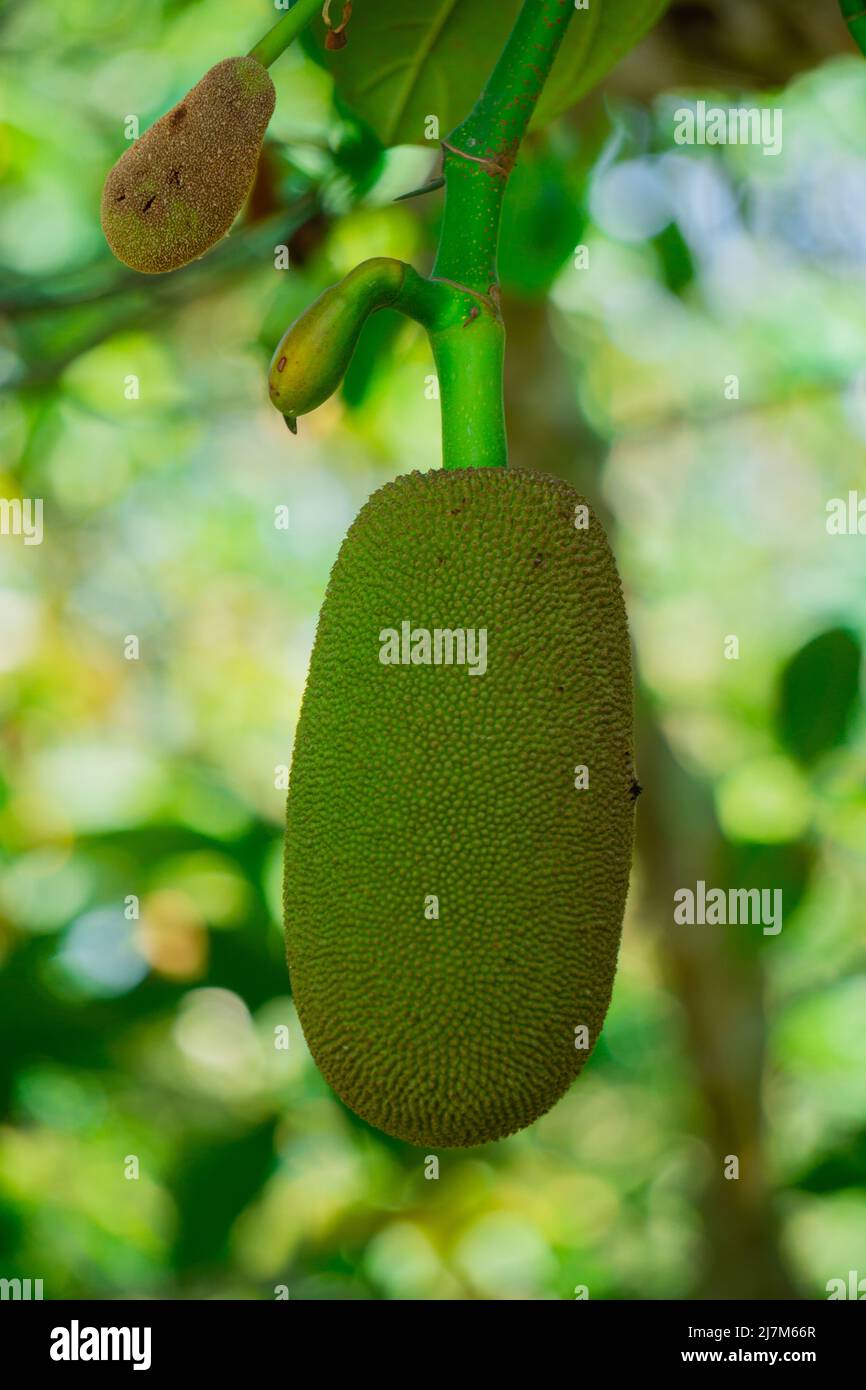 National fruits of bangladesh -Fotos und -Bildmaterial in hoher ...