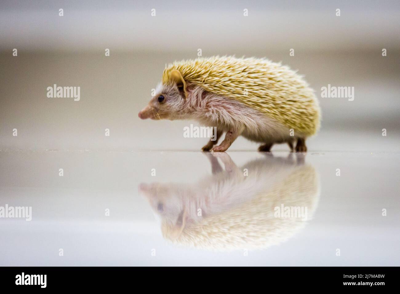 Nahaufnahme von igel -Fotos und -Bildmaterial in hoher Auflösung – Alamy