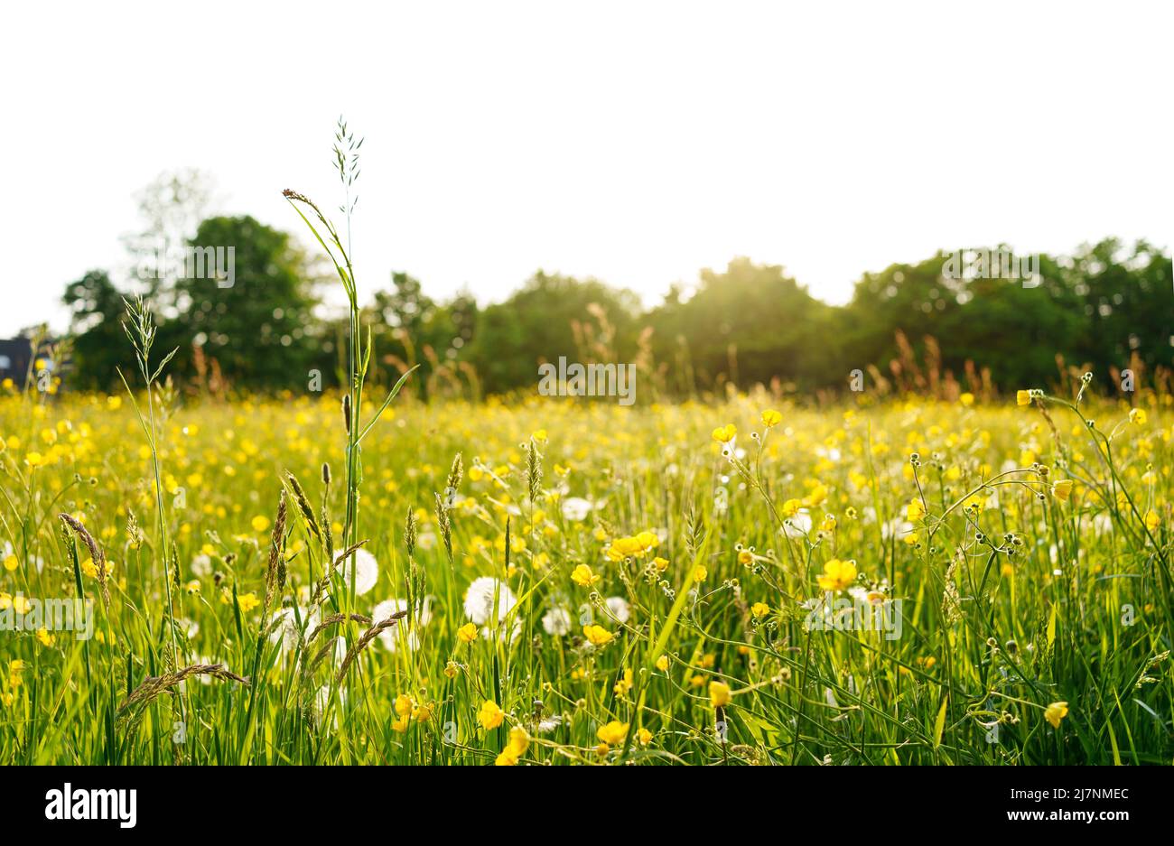 Teppichbanner mit blumen -Fotos und -Bildmaterial in hoher Auflösung ...