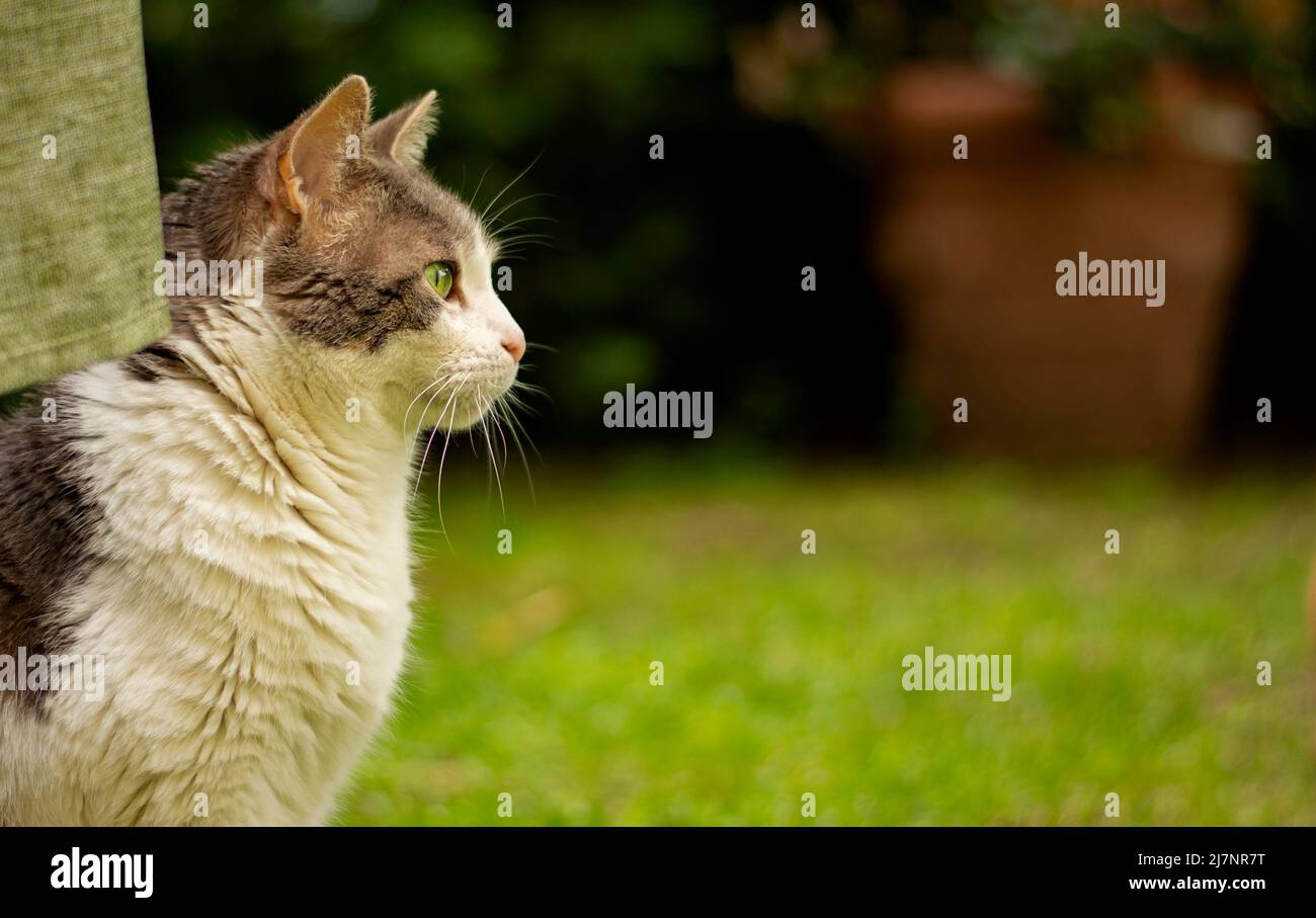 Katzenaugen nah im profil -Fotos und -Bildmaterial in hoher Auflösung ...
