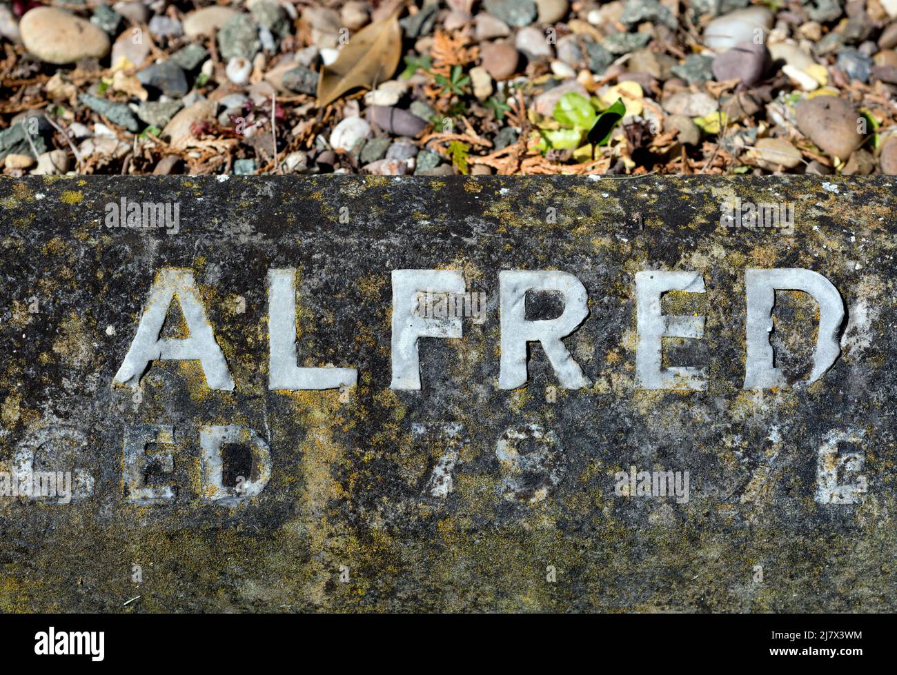English common name -Fotos und -Bildmaterial in hoher Auflösung – Alamy
