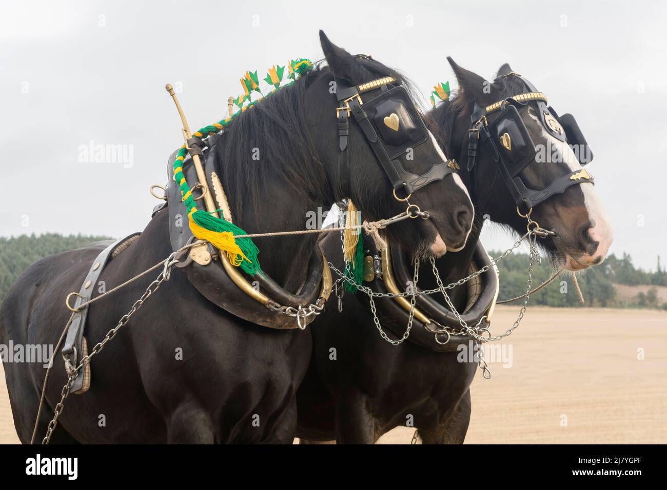 Pferd ziehender pflug -Fotos und -Bildmaterial in hoher Auflösung – Alamy