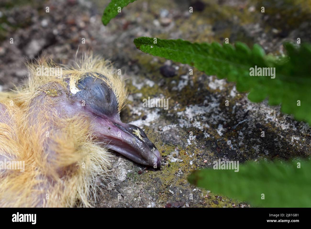 Baby tod -Fotos und -Bildmaterial in hoher Auflösung – Alamy