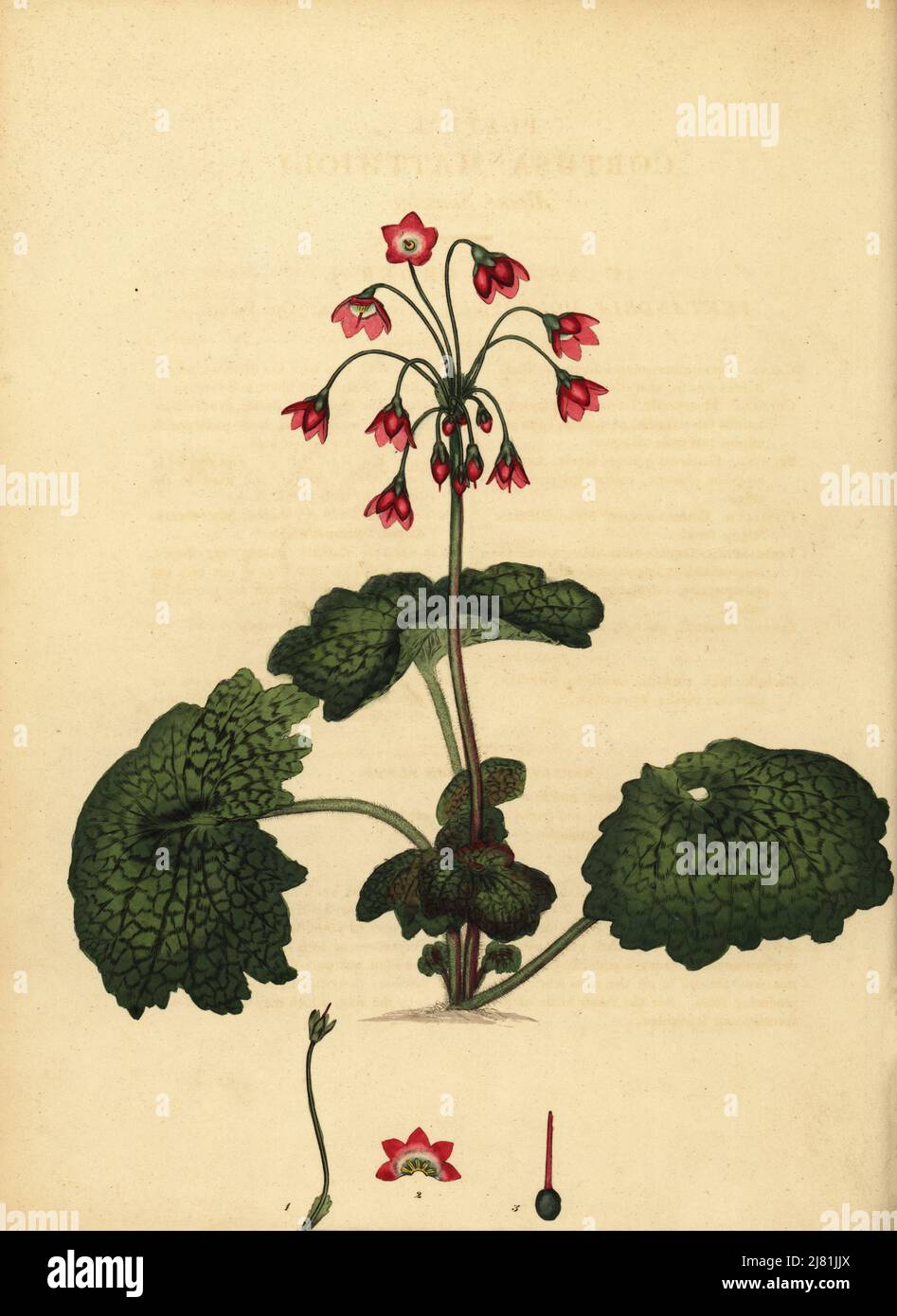 Alpine Glocken, Primula matthioli. Alpine Sanical, Cortusa matthioli ...