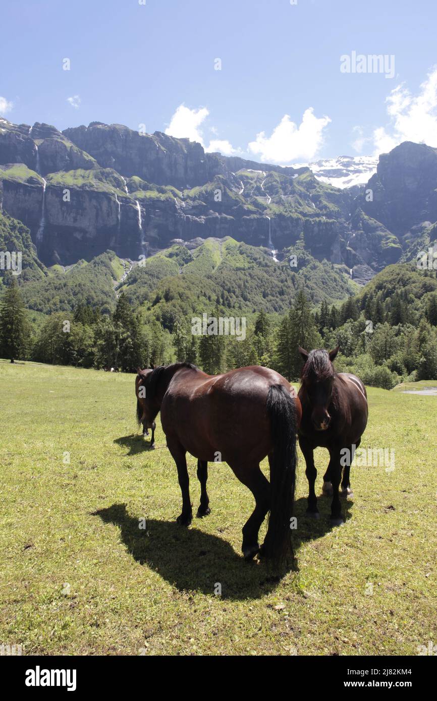 Fer a cheval -Fotos und -Bildmaterial in hoher Auflösung – Alamy