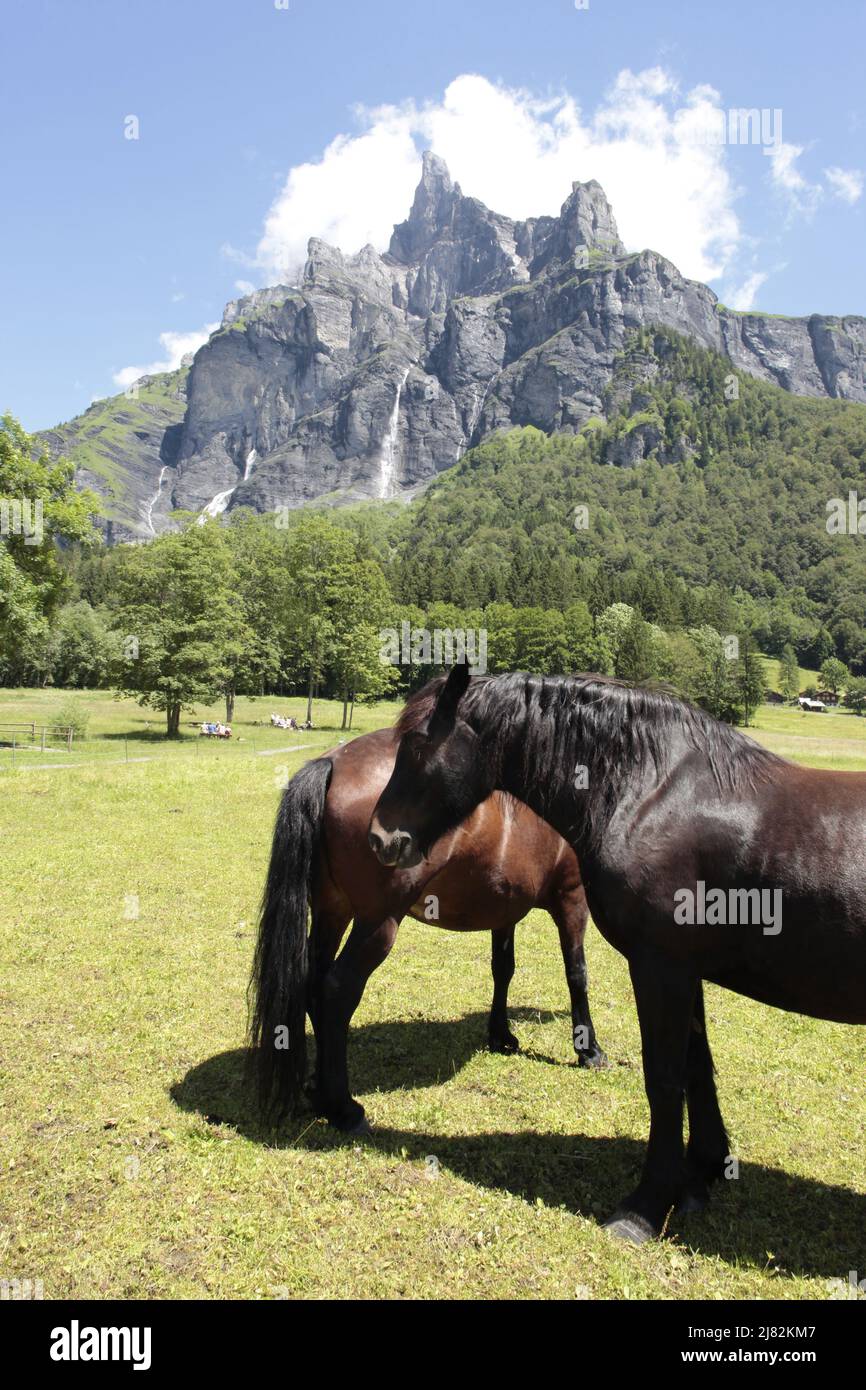 Fer a cheval -Fotos und -Bildmaterial in hoher Auflösung – Alamy