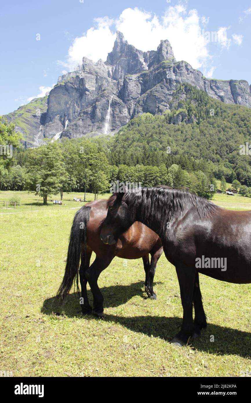 Fer a cheval -Fotos und -Bildmaterial in hoher Auflösung – Alamy
