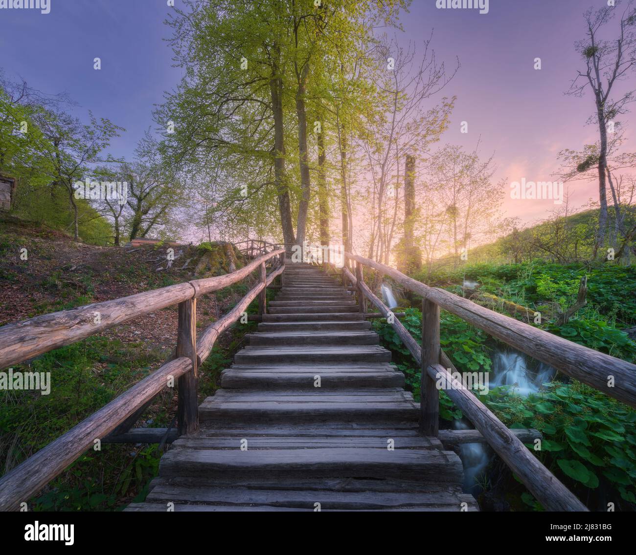 Treppen Im Wald Fotos Und Bildmaterial In Hoher Auflösung Alamy