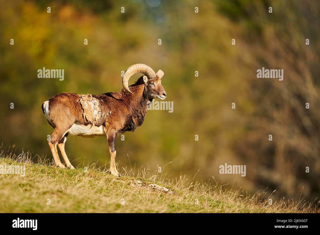 Europäischer Mufflon (Ovis aries musimon) Widder (männlich) in den ...