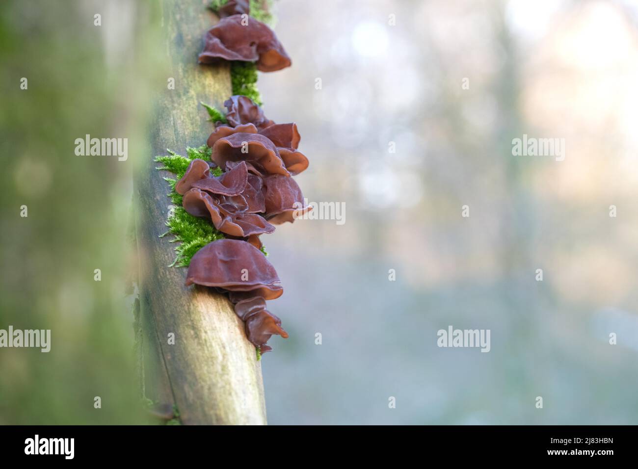 Judas Ear (Auricularia auricula-judae), Pilz, der zusammen mit Moos am ...