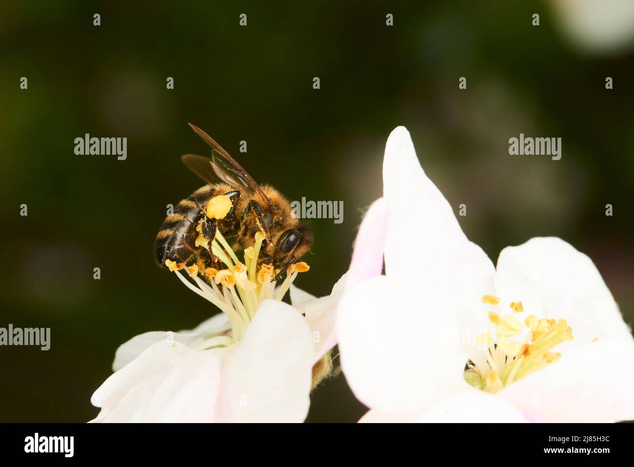 Bienen bestäuben Apfelblüten. Eine Biene, die Pollen und Nektar aus ...