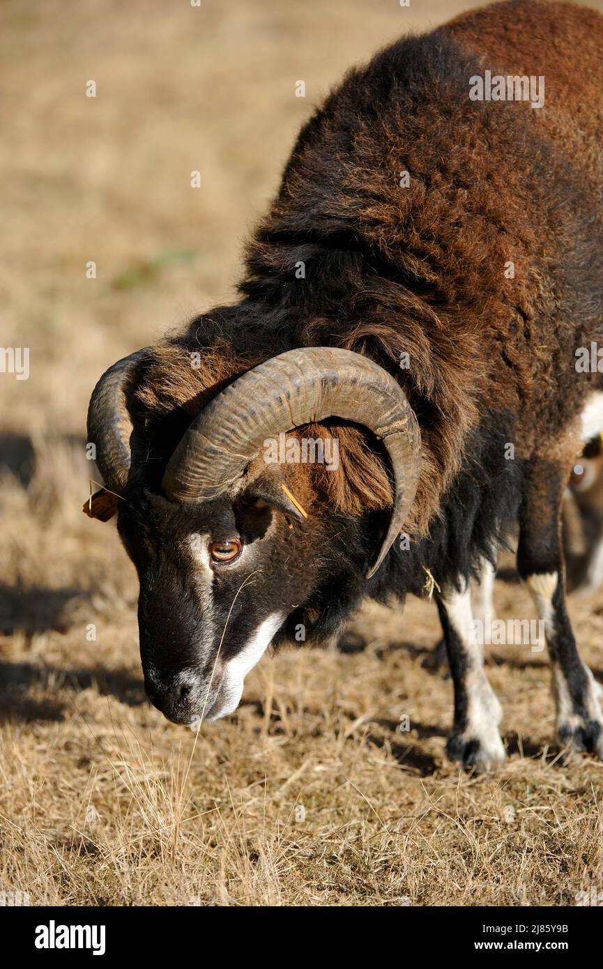 Ouessant schaf -Fotos und -Bildmaterial in hoher Auflösung – Alamy
