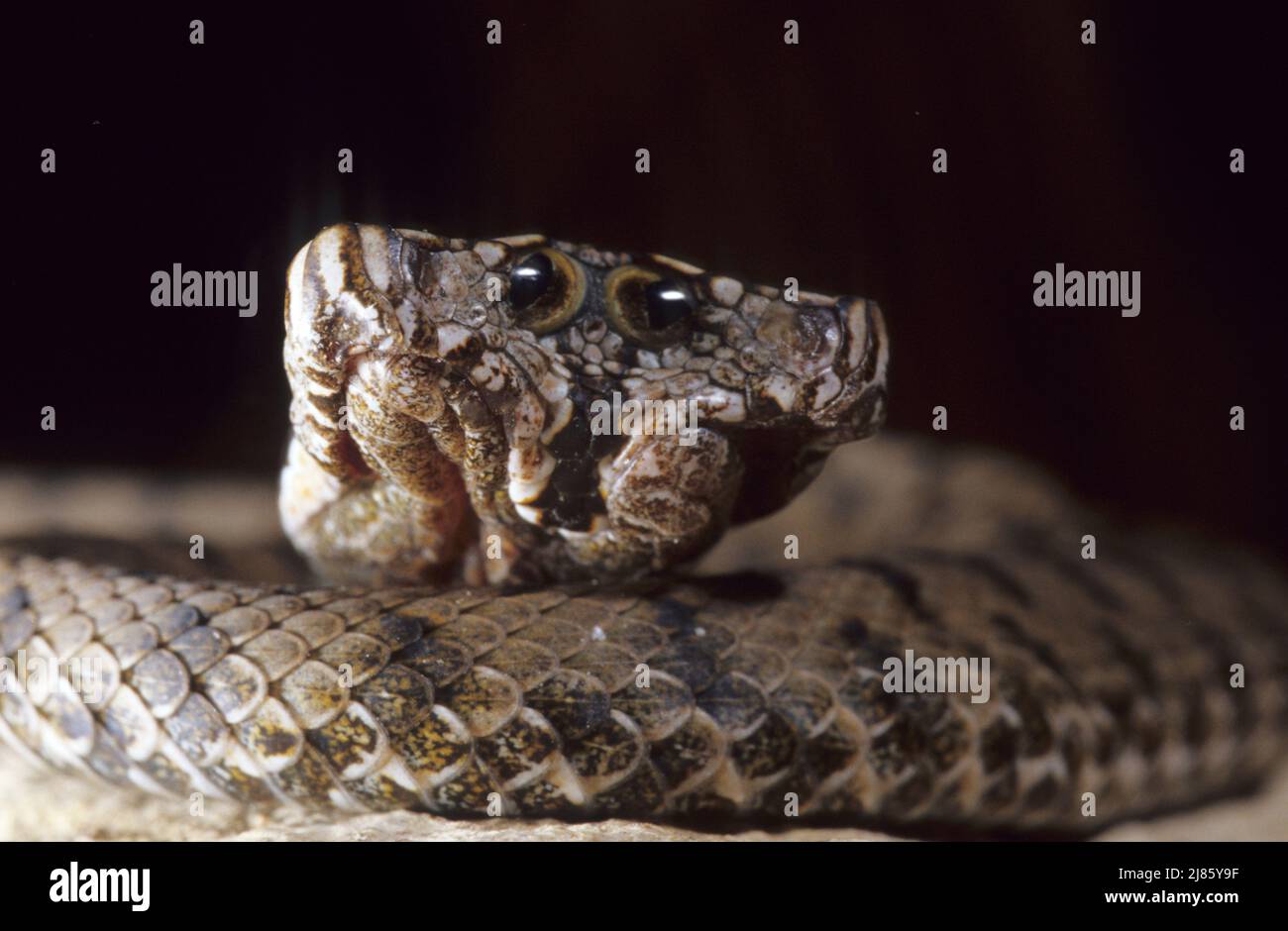 Aspisviper baby -Fotos und -Bildmaterial in hoher Auflösung – Alamy