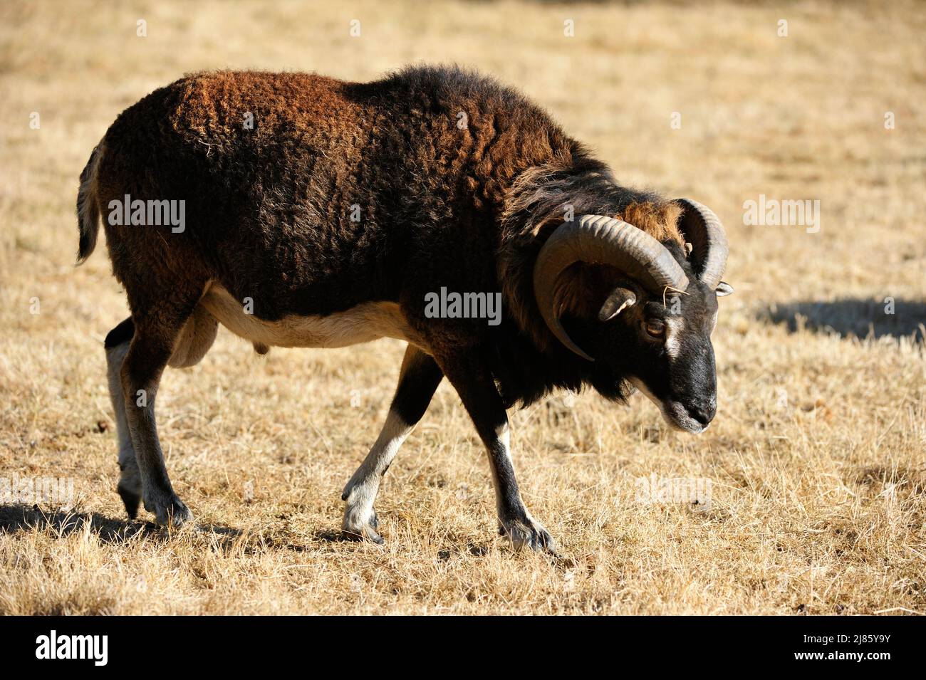 Ouessant schaf -Fotos und -Bildmaterial in hoher Auflösung – Alamy