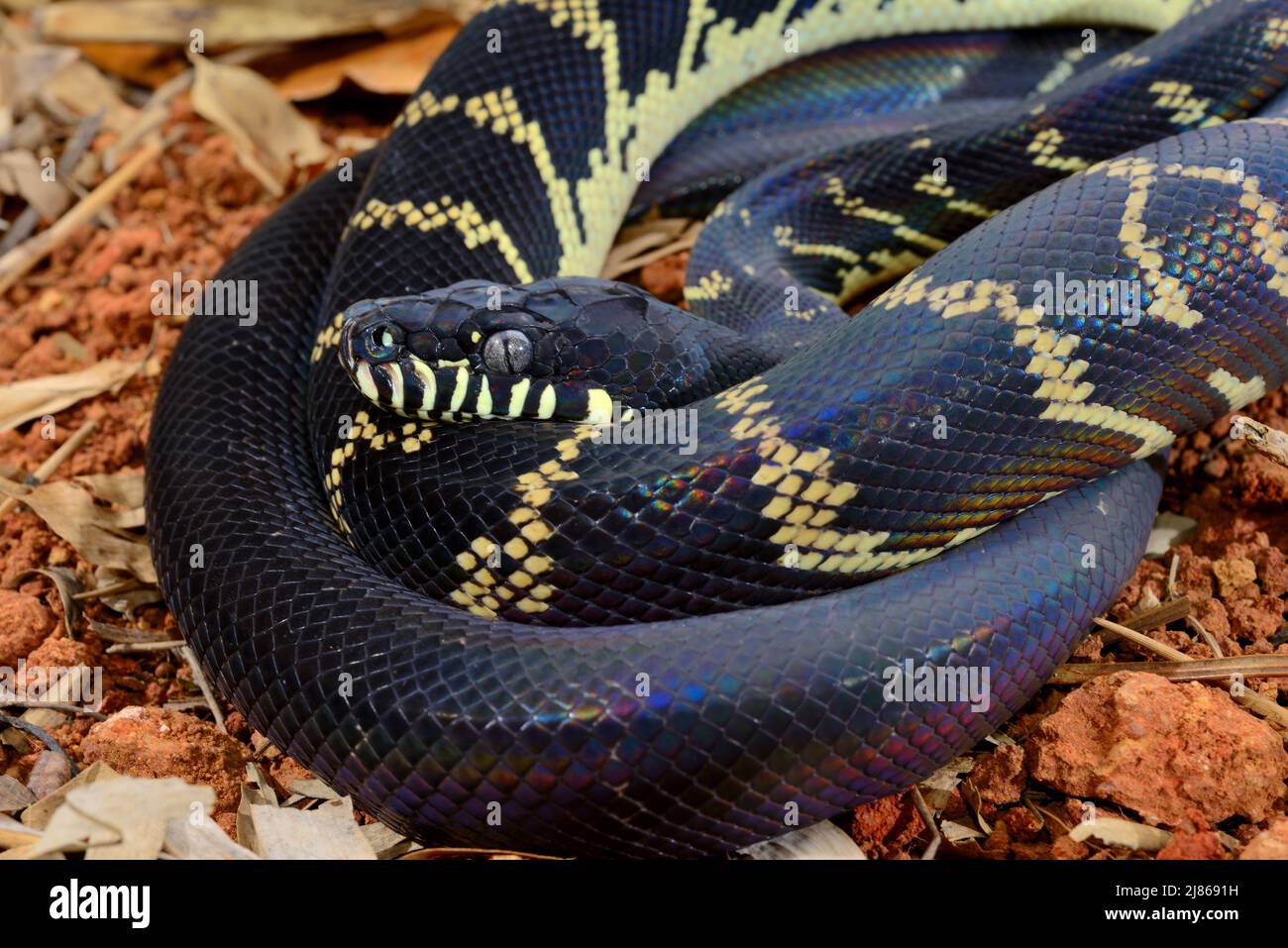 Boelens python morelia boeleni -Fotos und -Bildmaterial in hoher ...