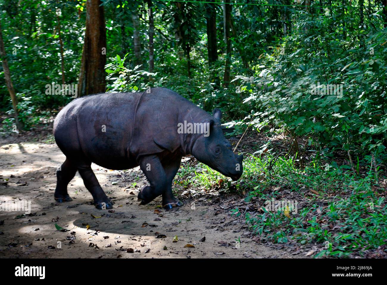 Sumatra-Nashorn (Dicerorhinus sumatrensis) im Wald ...