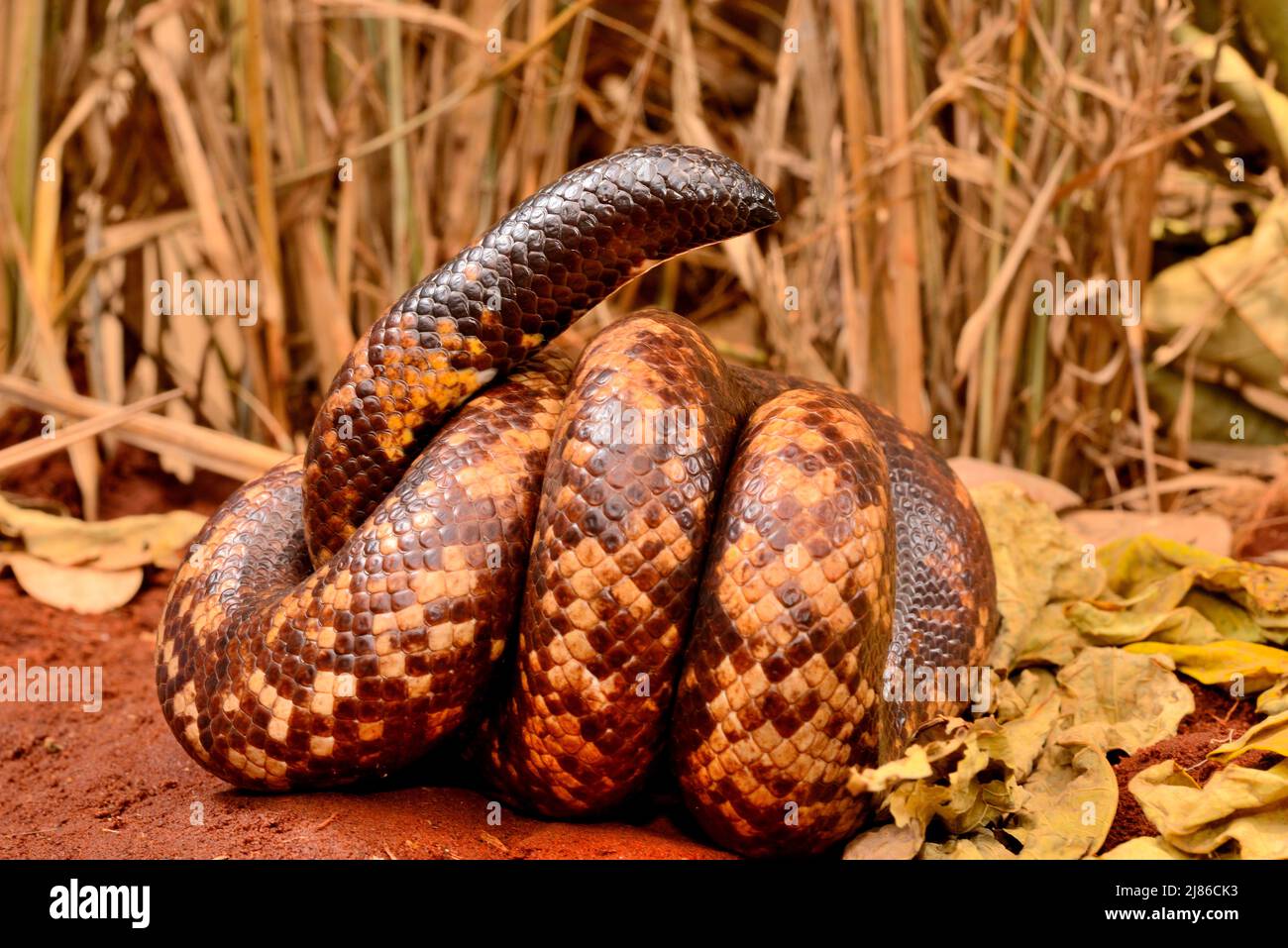 Calabar Ground Python, African Burrowing Python (Calabaria reinhardtii), Togo. Westafrika ...