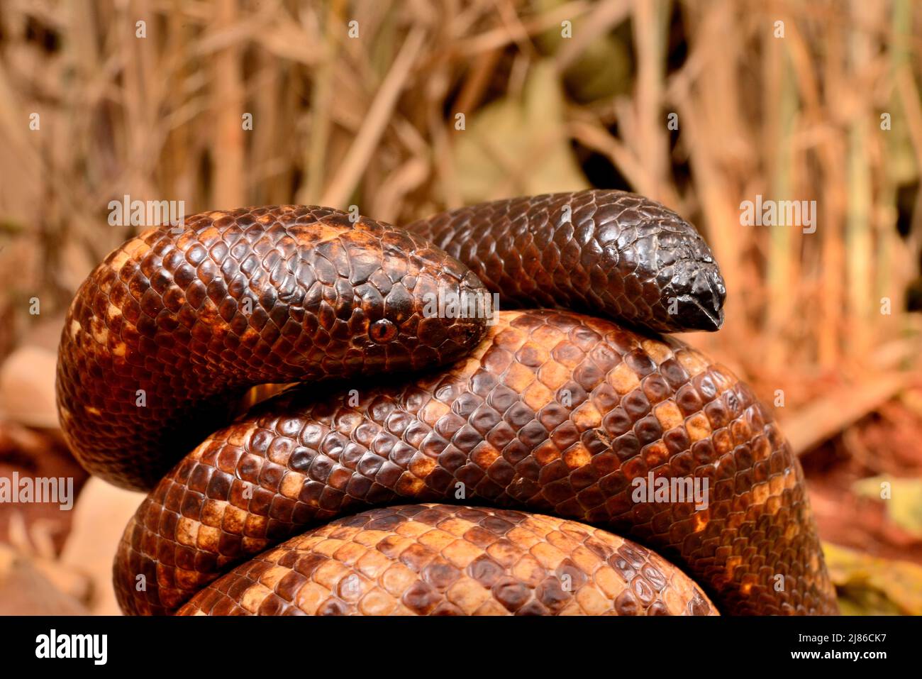 Kalabar erdpython charina reinhardtii -Fotos und -Bildmaterial in hoher ...