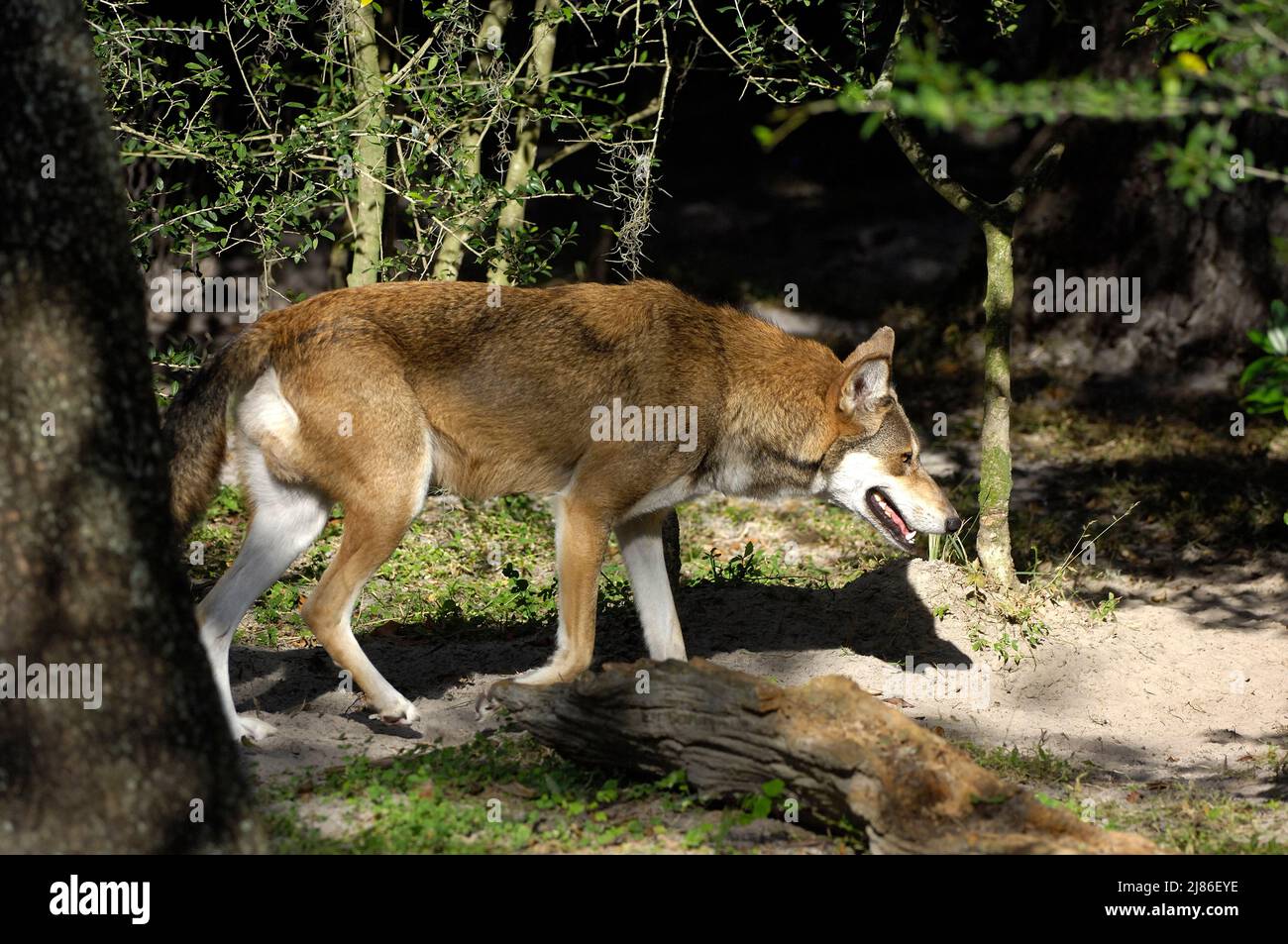 Roter wolf canis rufus erwachsener -Fotos und -Bildmaterial in hoher ...