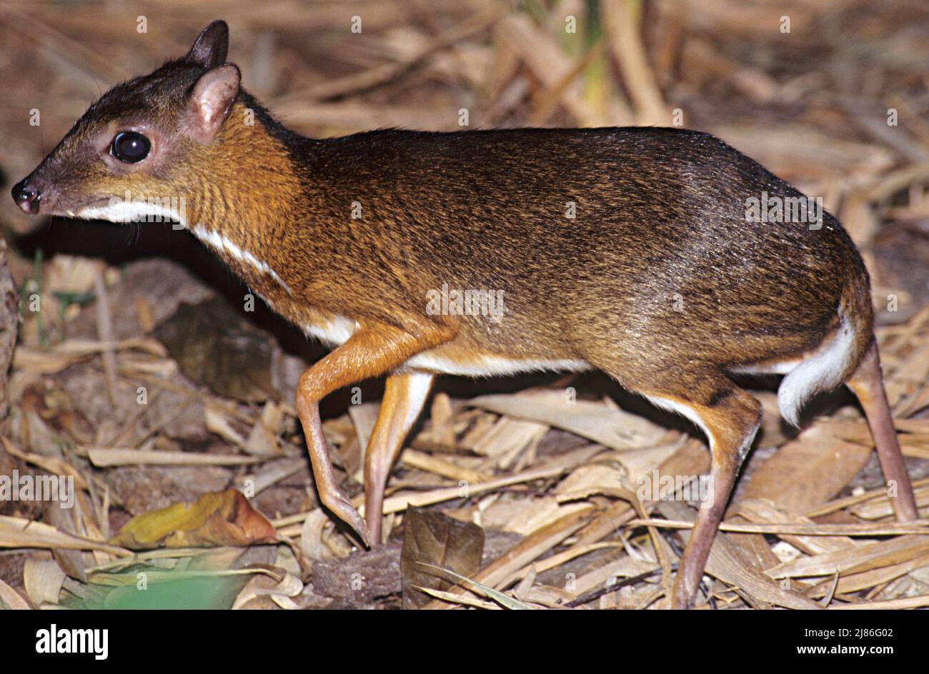 Mouse deer chevrotain -Fotos und -Bildmaterial in hoher Auflösung – Alamy