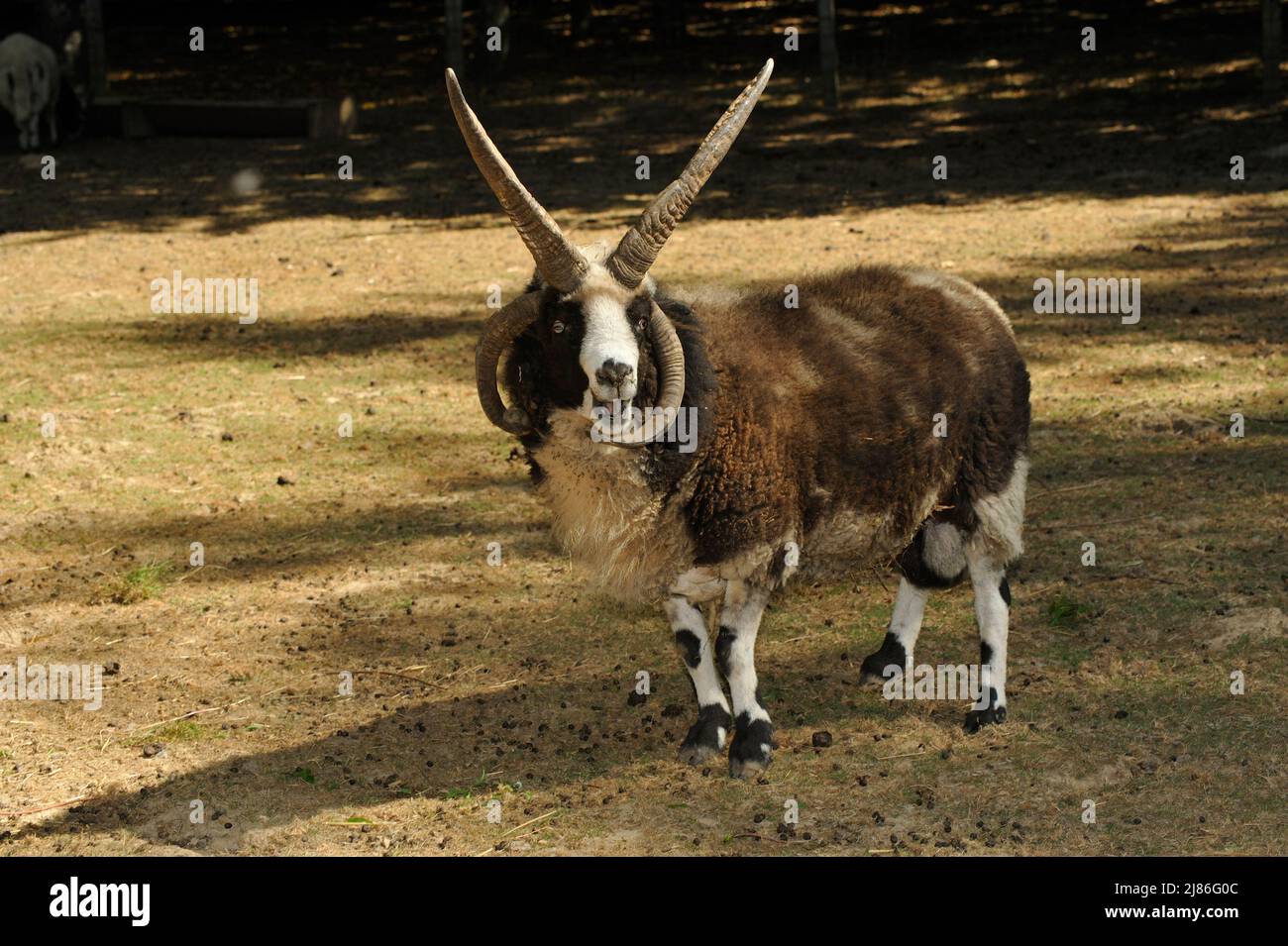 Einzelnes jacob schaf -Fotos und -Bildmaterial in hoher Auflösung – Alamy