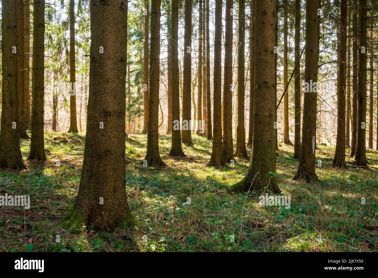 Schönes Licht, das durch die Stämme und Stängel von Tannen- oder ...