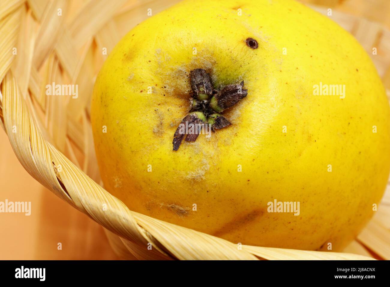 Quitte ernte korb -Fotos und -Bildmaterial in hoher Auflösung – Alamy