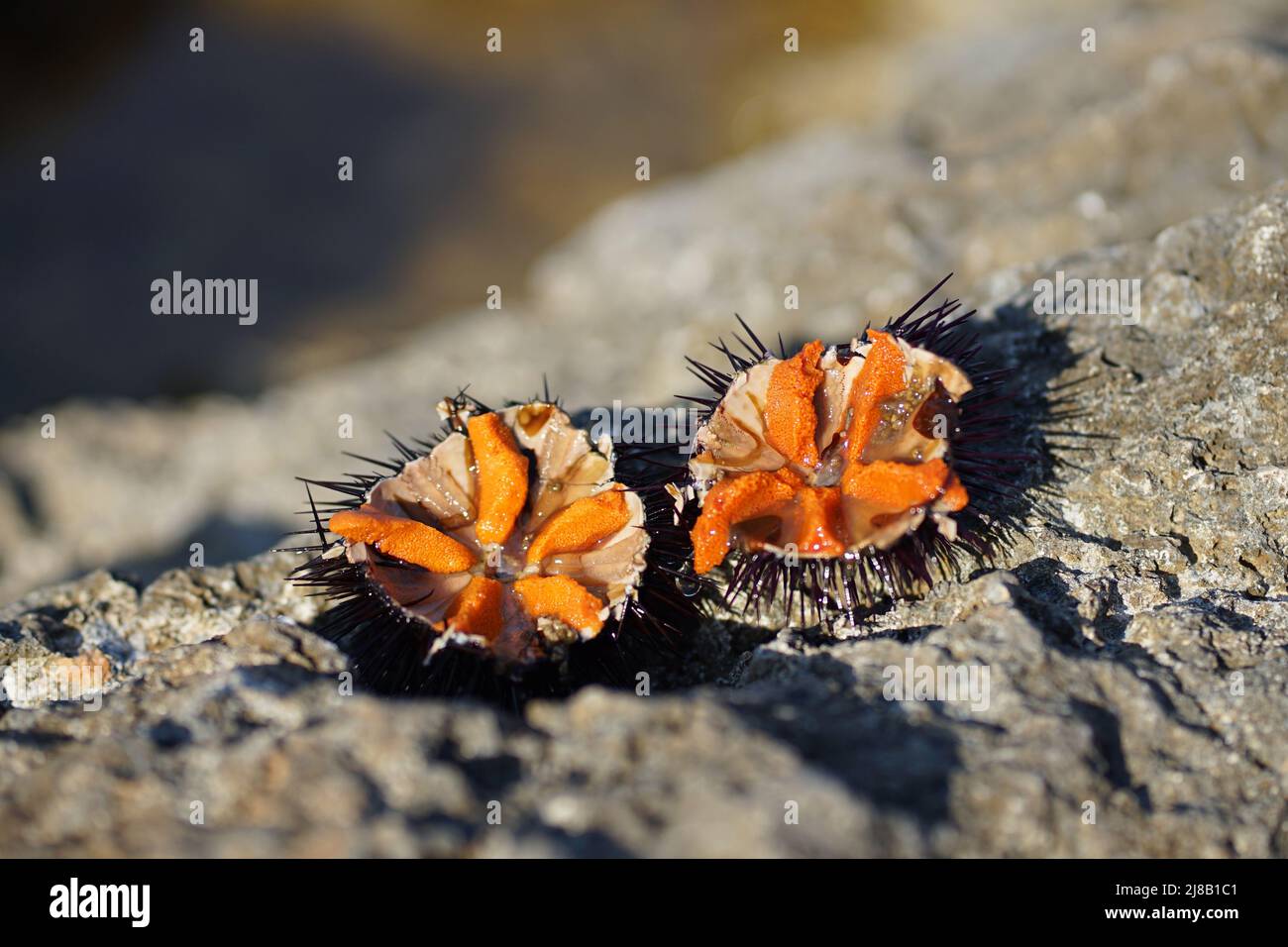 Frische seeigel -Fotos und -Bildmaterial in hoher Auflösung – Alamy